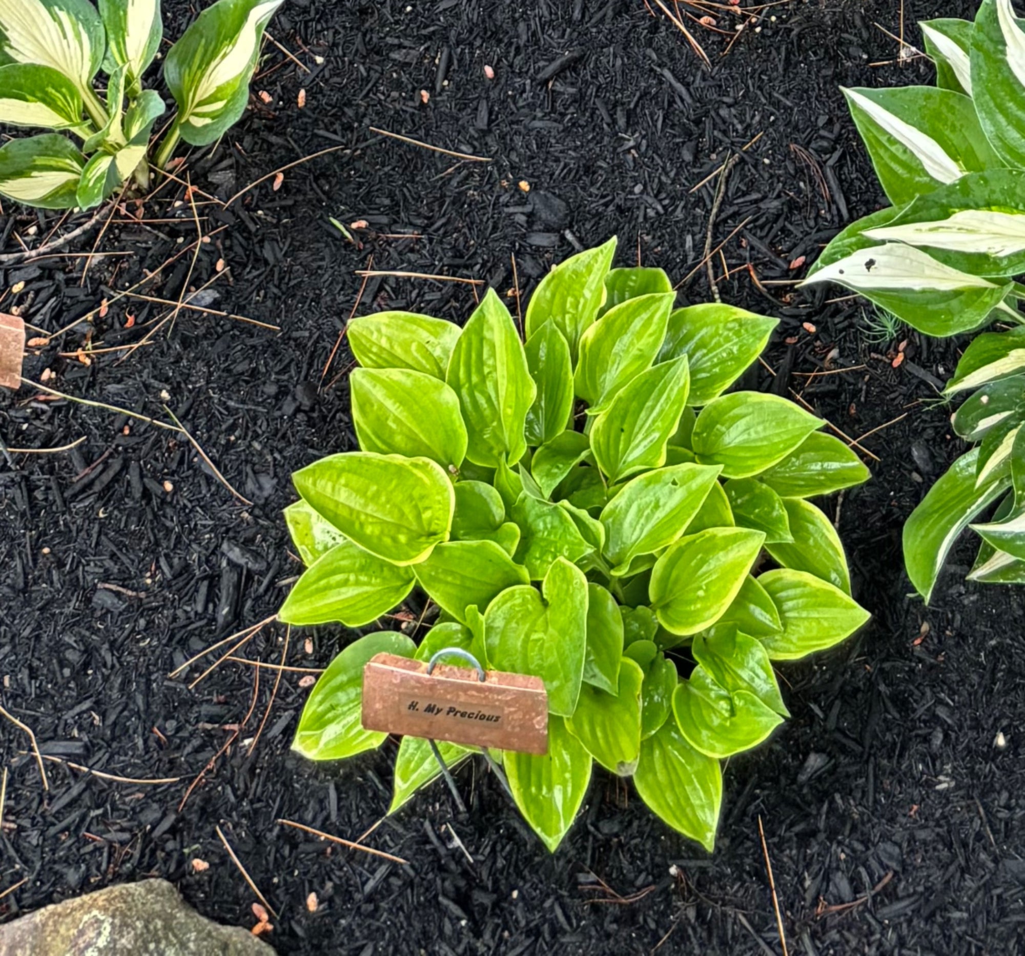 Buy Minature Hostas Online - Mini Hosta Plants Are Perfect As Border ...