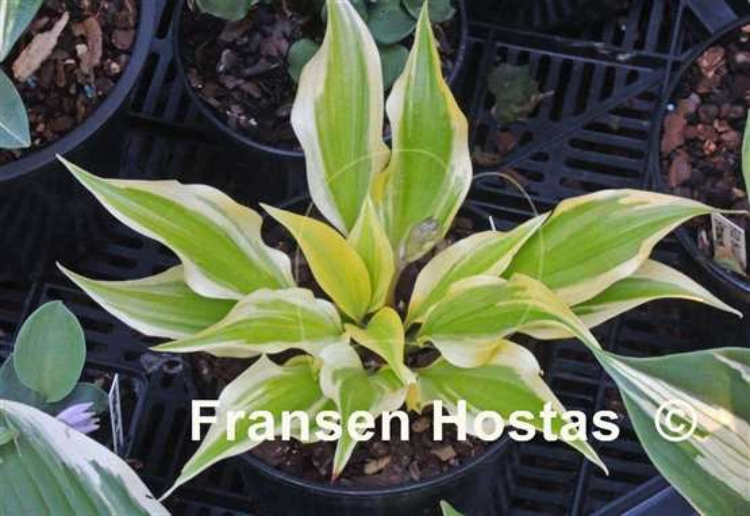 Neon Star Hosta – NH Hostas
