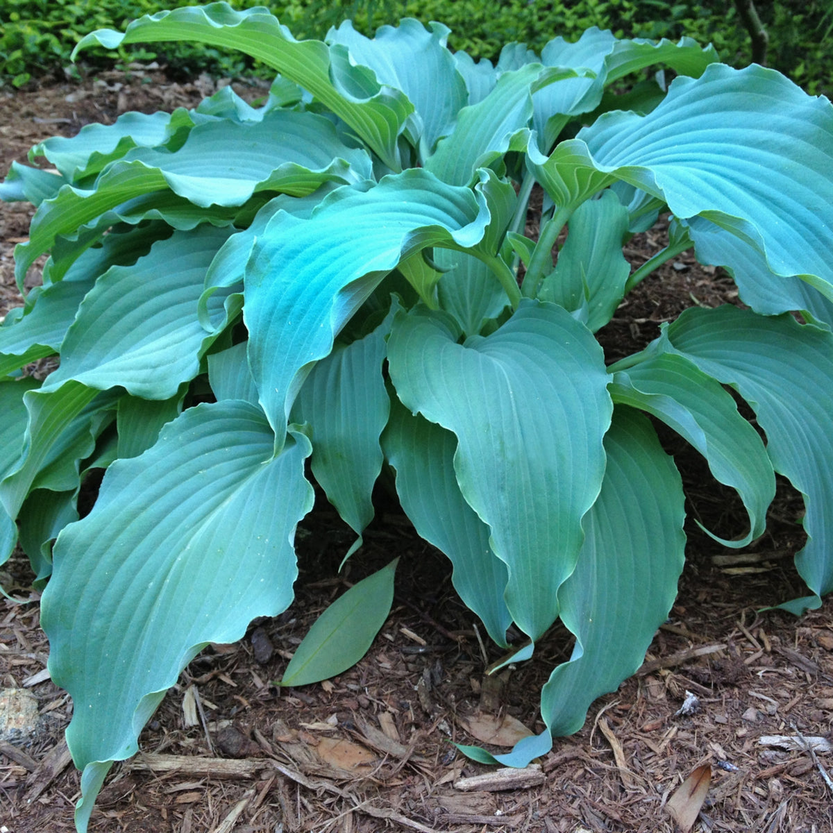 Neptune Hosta - Slug Resistant Large Blue Hosta Plant – NH Hostas