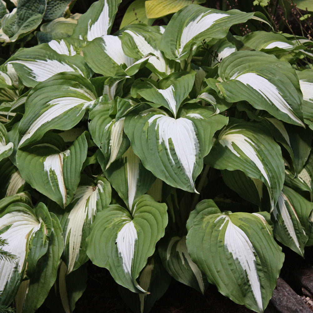 Buy Large Hosta Plants 23 to 29 Inches Tall – NH Hostas