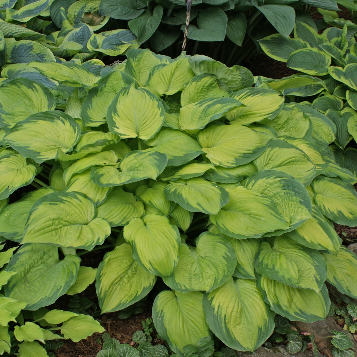 Old Glory Hosta - Shade Perennial Large Sun Tolerant Hosta Plant – NH ...