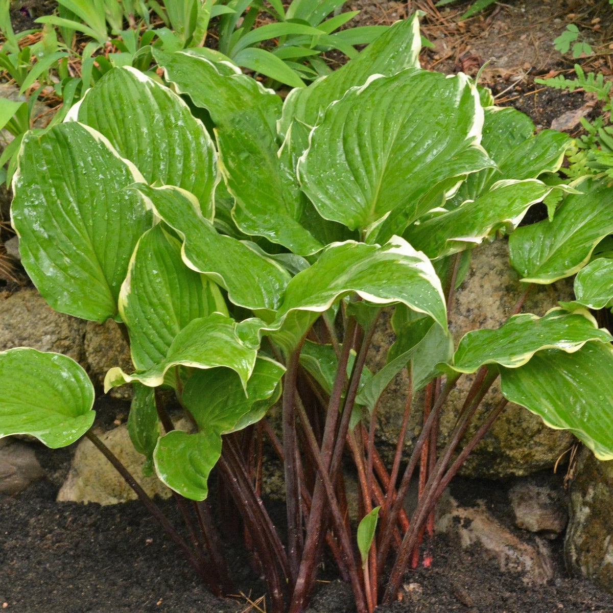 Old North Church Hosta – NH Hostas