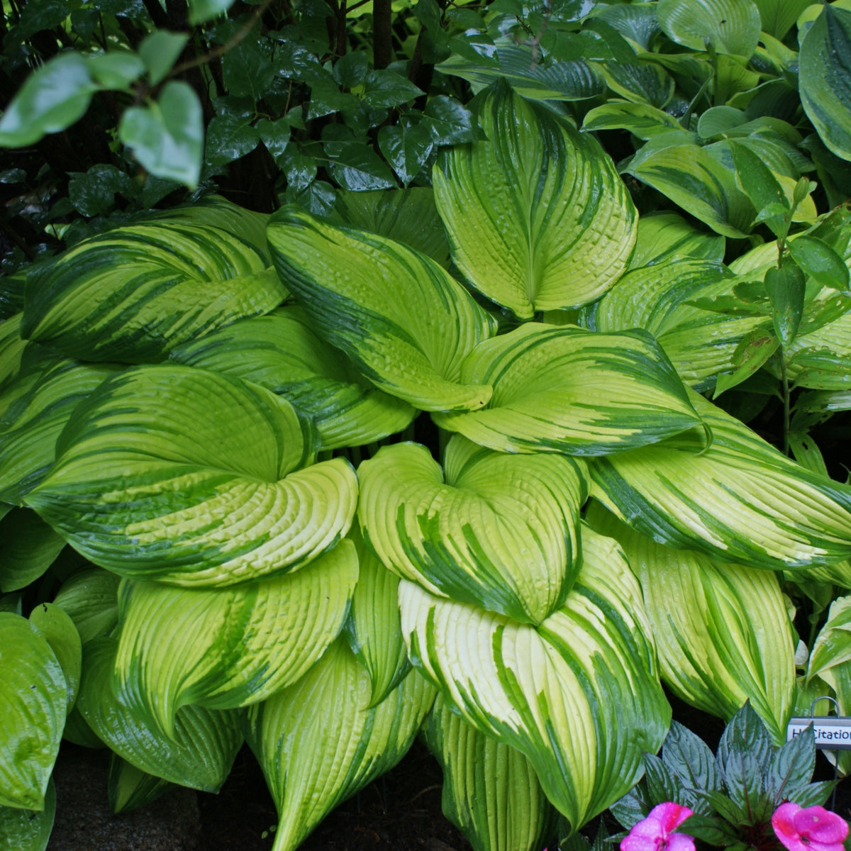 On Stage Hosta - Shade Perennnial Sun Tolerant Hosta Plant – NH Hostas
