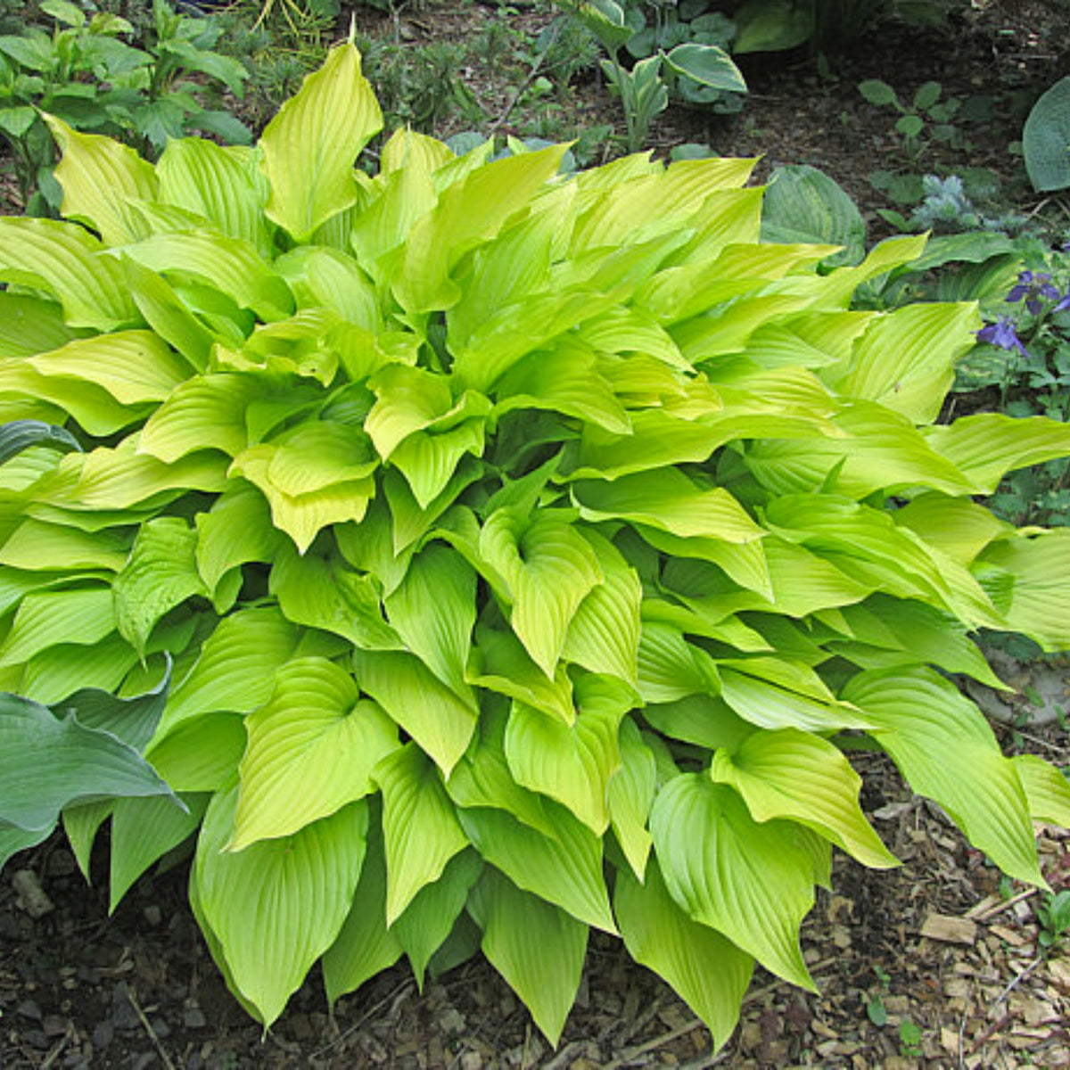 Ophir Hosta – NH Hostas