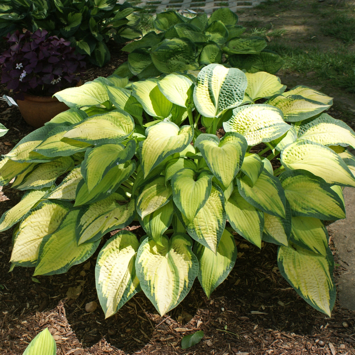 Orange Marmalade Hosta - Shade Perennial Sun Tolerant Hosta Plant – NH ...