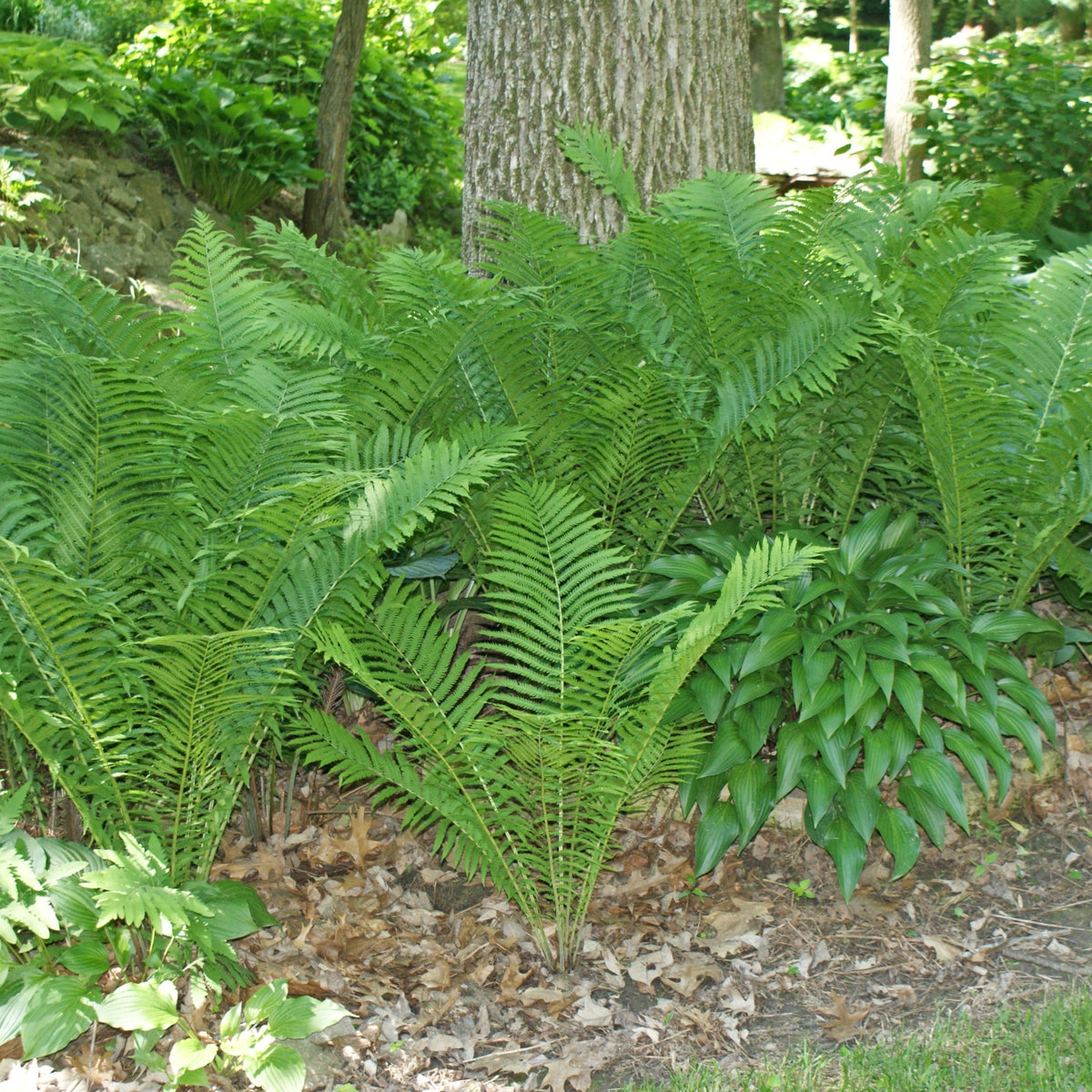 Ostrich Fern 'The King' - Shade Perennial Hosta Companion Hardy Fern ...