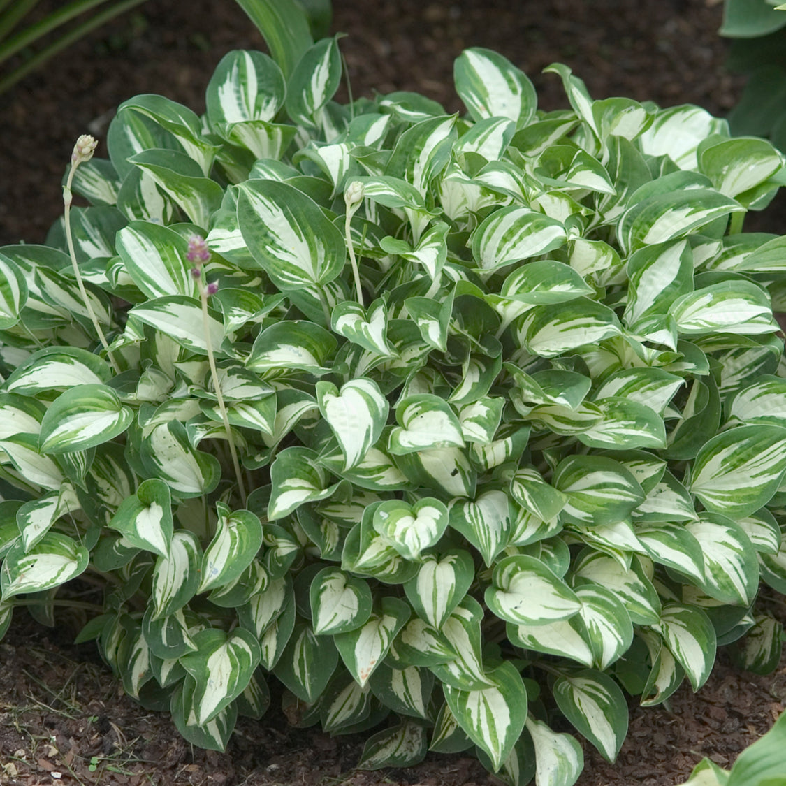 Buy Minature Hostas Online - Mini Hosta Plants Are Perfect As Border ...