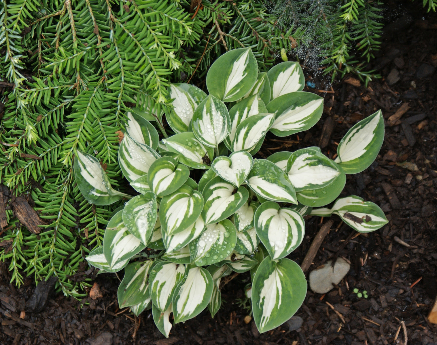 Pandora's Box Hosta - Shade Perennial Miniature Hosta Plant – NH Hostas