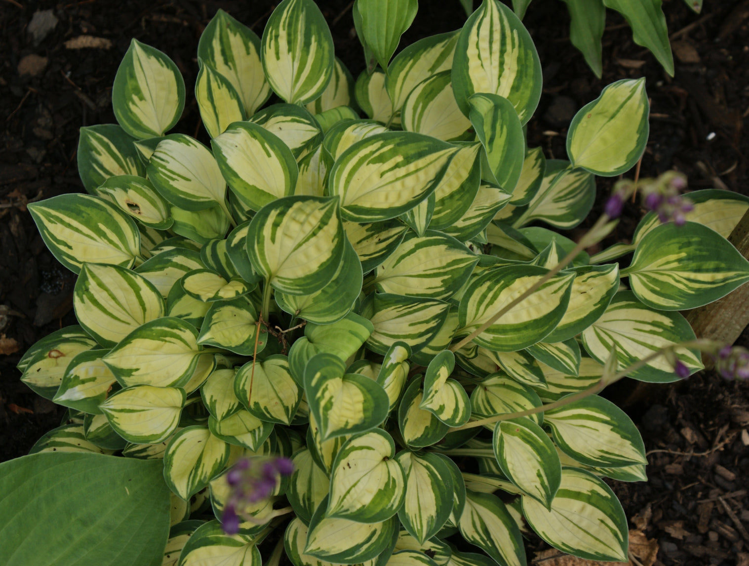 Pandora's Box Hosta - Shade Perennial Miniature Hosta Plant – NH Hostas