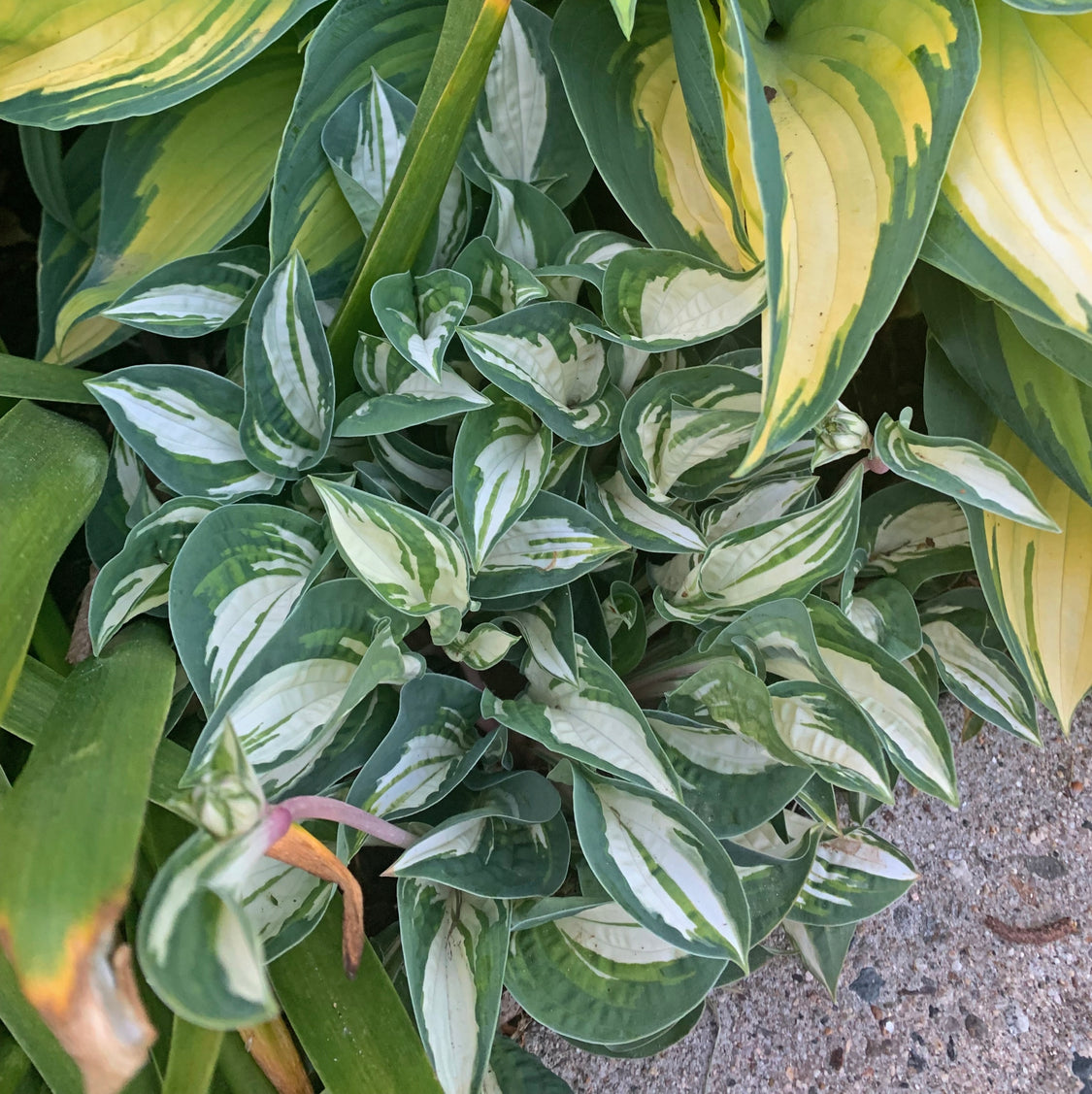 Pandora's Box Hosta - Shade Perennial Miniature Hosta Plant – NH Hostas