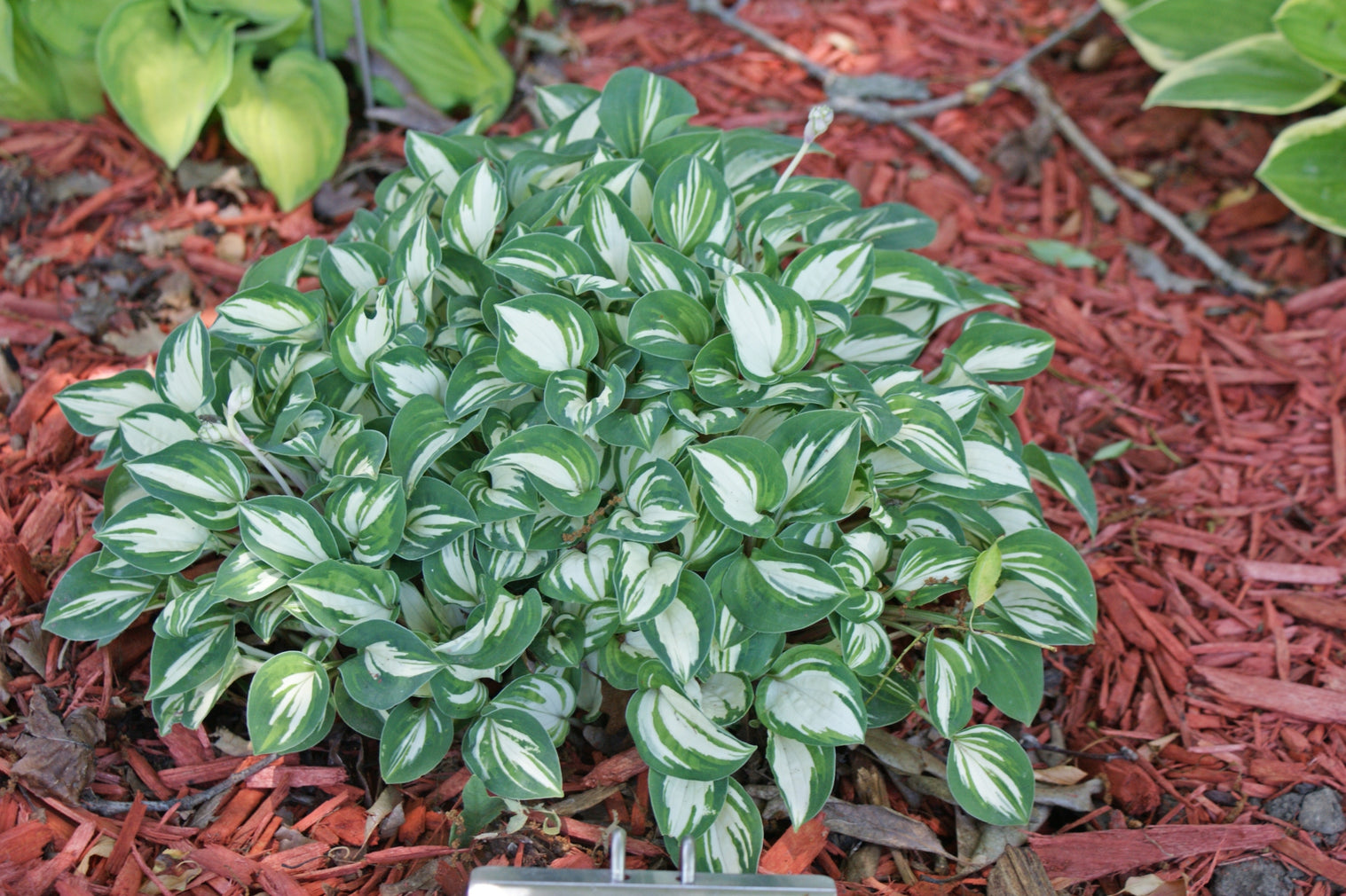 Pandora's Box Hosta - Shade Perennial Miniature Hosta Plant – NH Hostas