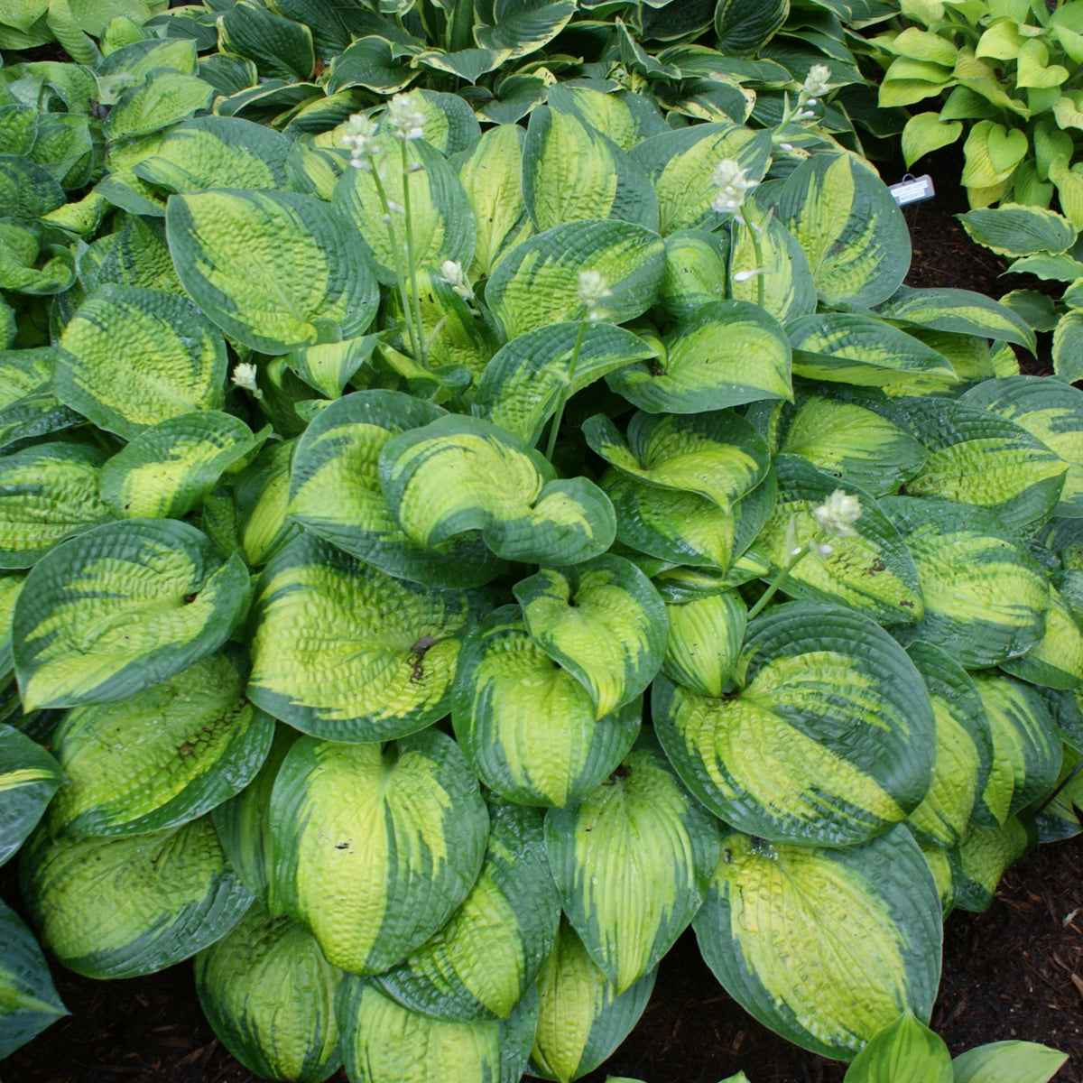 Paradigm Hosta - Shade Perennial Large Hosta Plant – NH Hostas