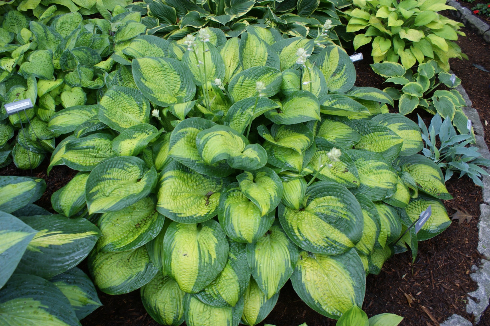 Buy Large Hosta Plants 23 to 29 Inches Tall – NH Hostas