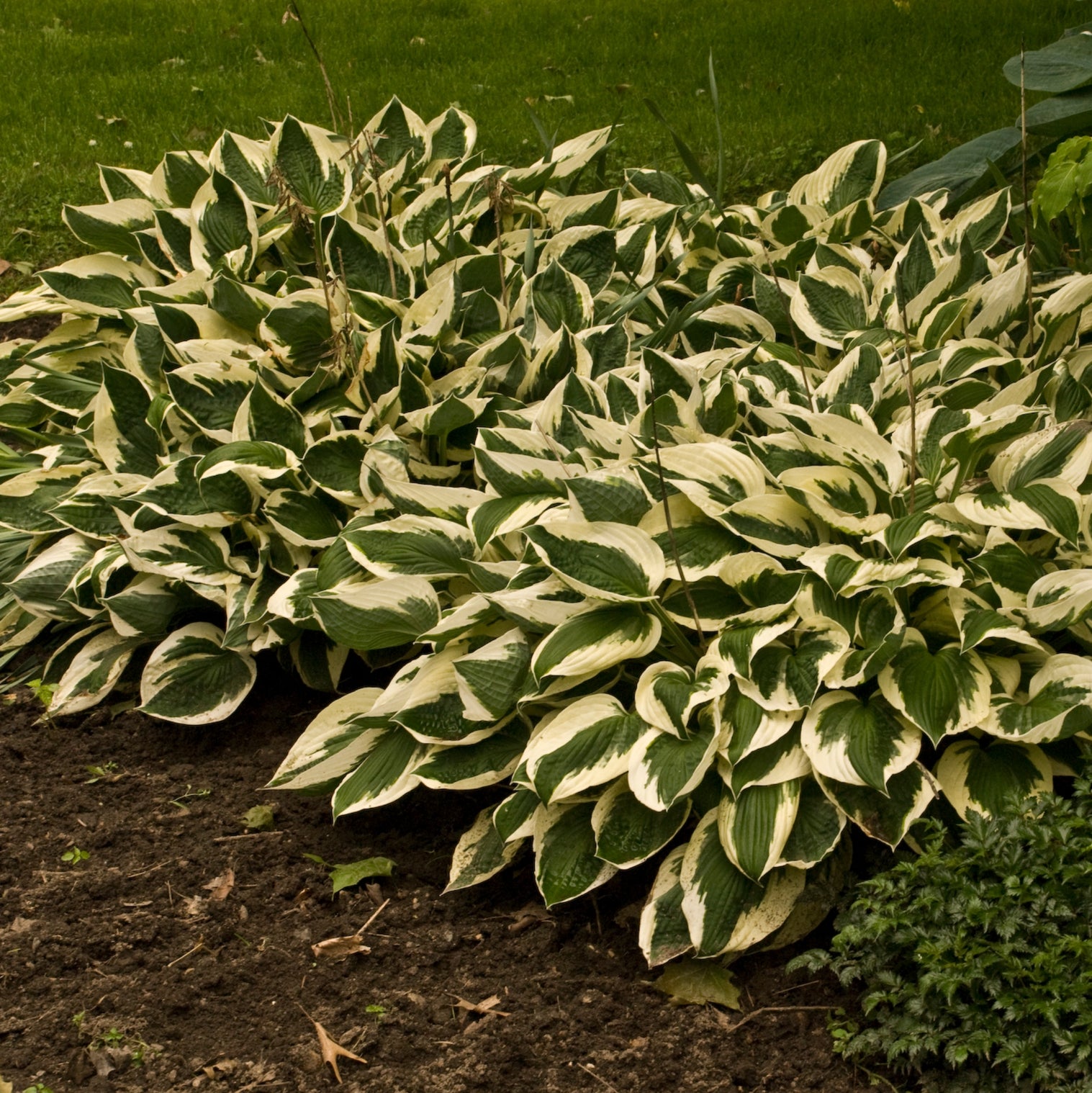 Patriot Hosta - Sun Tolerant Large Hosta Plant – NH Hostas