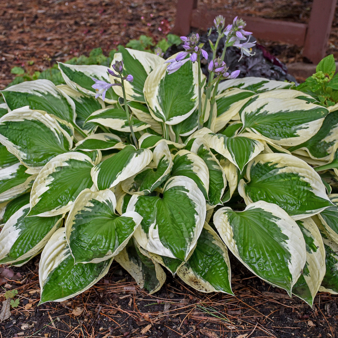 Buy Large Hosta Plants 23 to 29 Inches Tall – NH Hostas