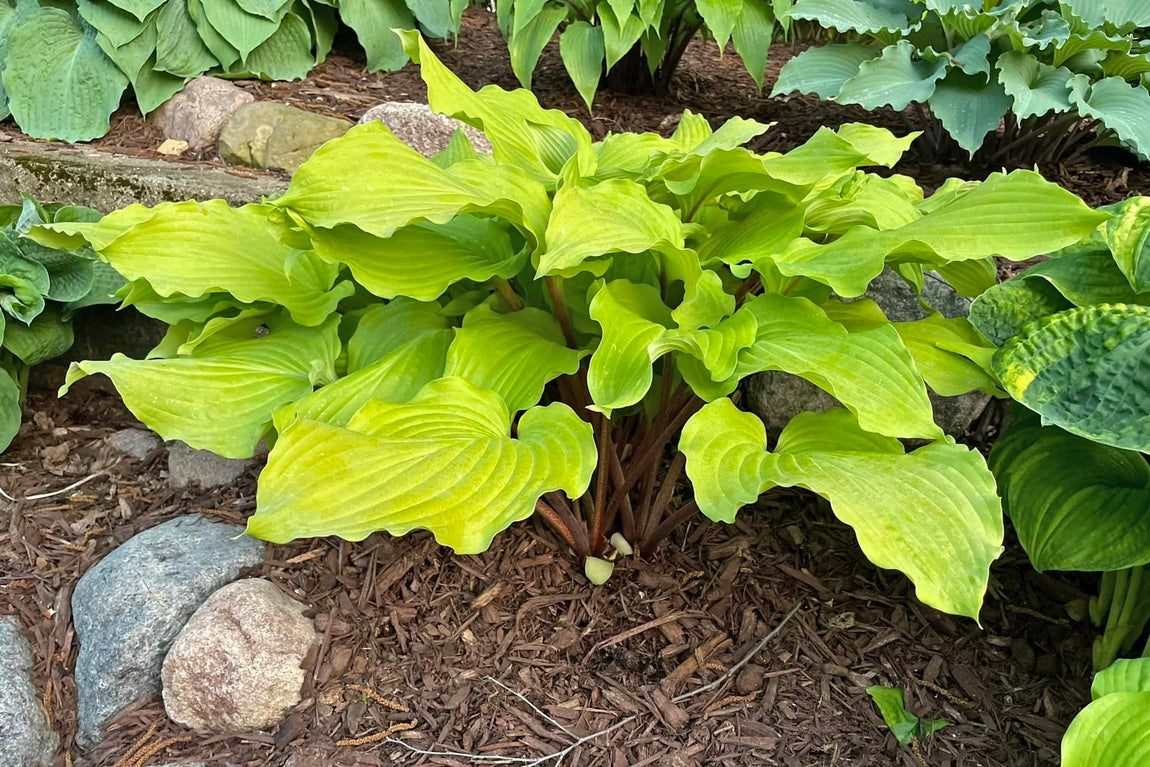 Buy Red Petiole Hostas - Unusual Hosta Plants Have Red Stems – NH Hostas