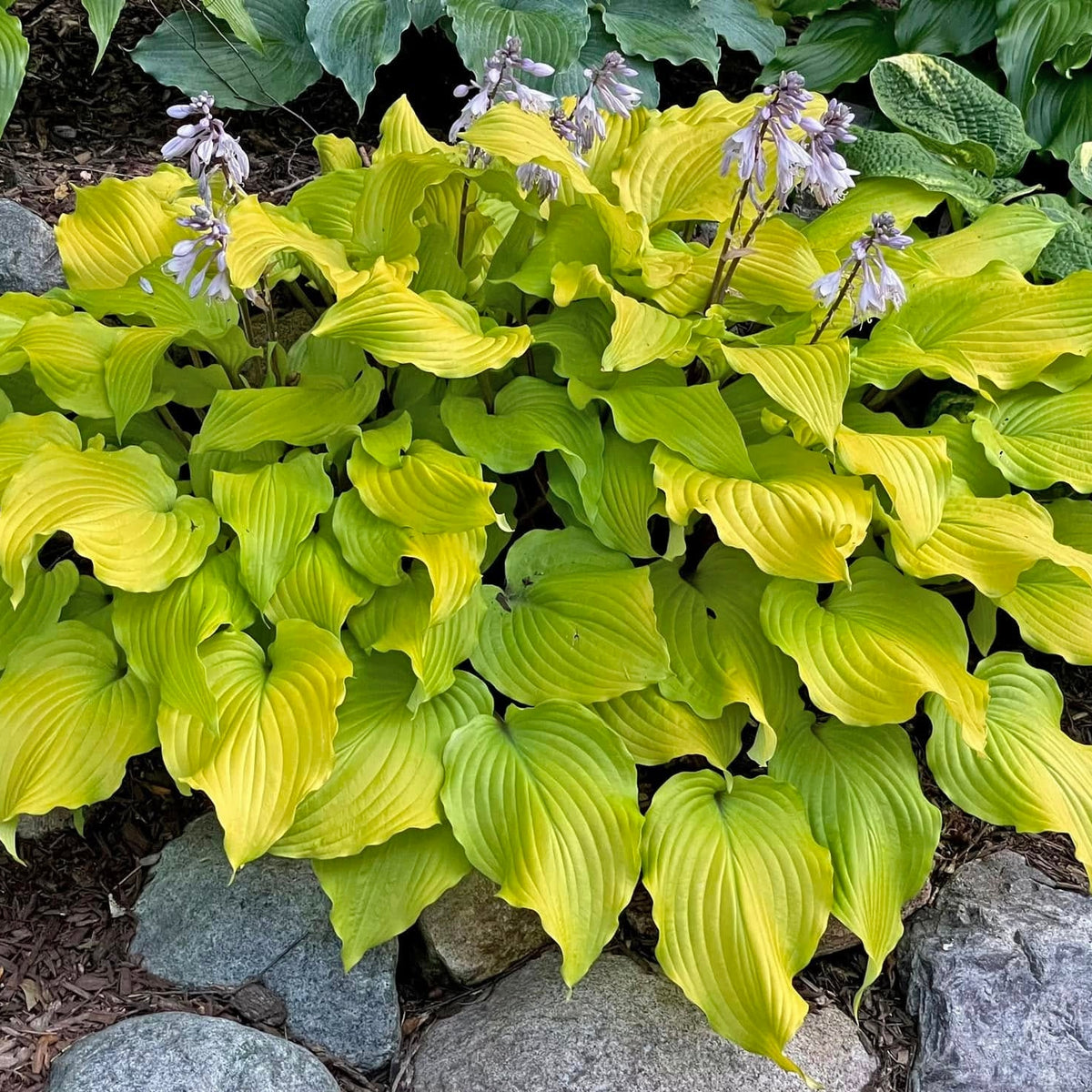 Phoenix Feathers Hosta - 4.5 Inch Container (NEW For 2023!) – NH Hostas