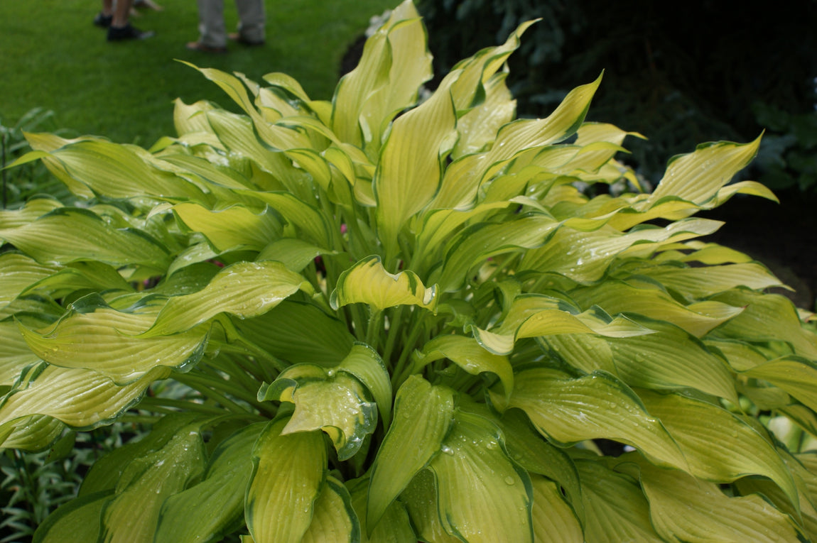 Hostas by Color | Choose Blue Green Gold White and Varigated Hostas ...