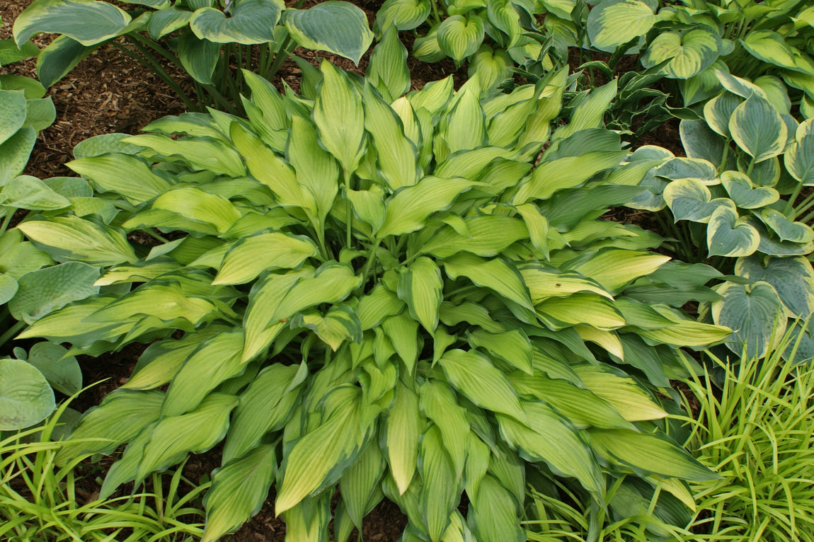 Hostas by Color | Choose Blue Green Gold White and Varigated Hostas ...