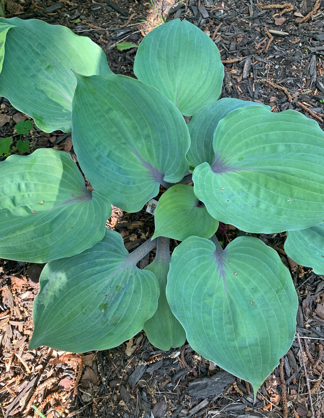 Buy Red Petiole Hostas - Unusual Hosta Plants With Red Stems – NH Hostas