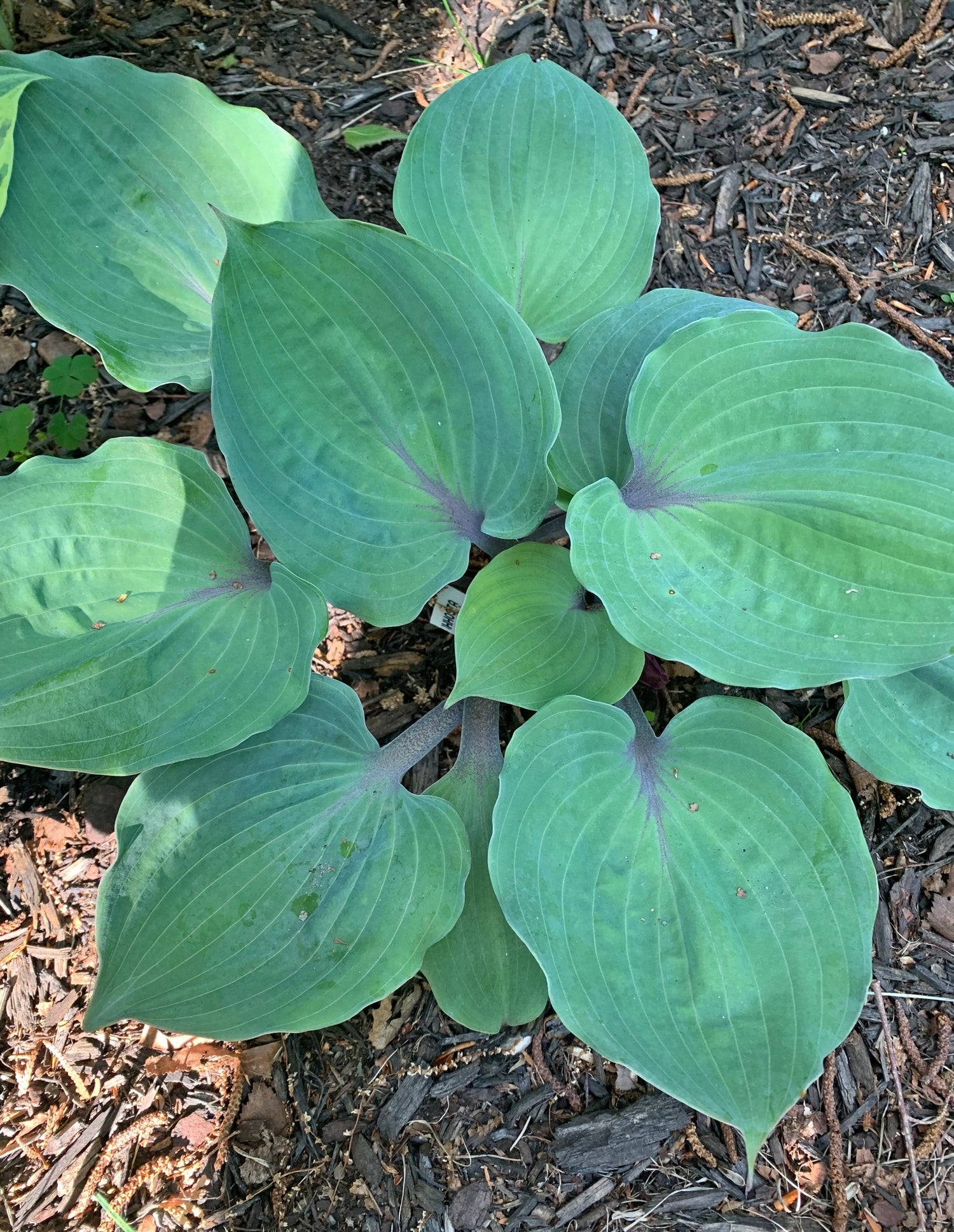 Buy Red Petiole Hostas - Unusual Hosta Plants Have Red Stems – NH Hostas
