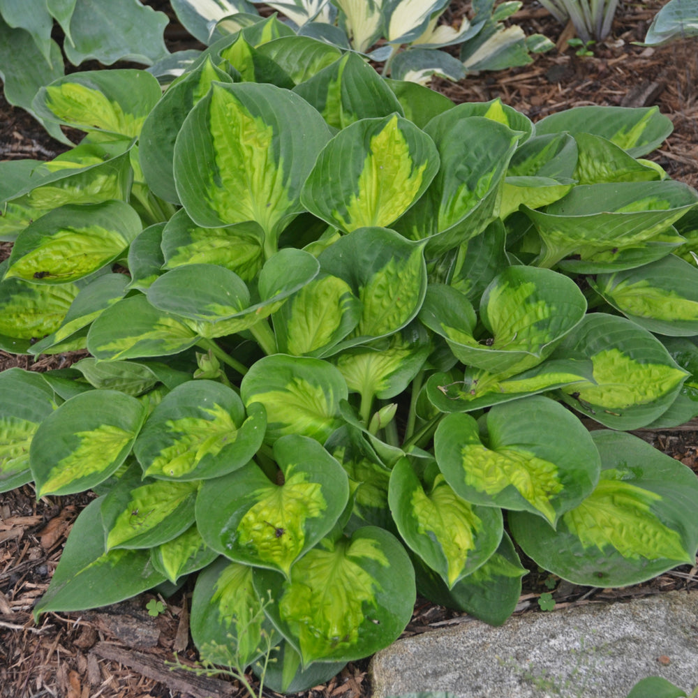 Buy Hostas For a Sunny Location - Sun Tolerant Hosta Plants – NH Hostas
