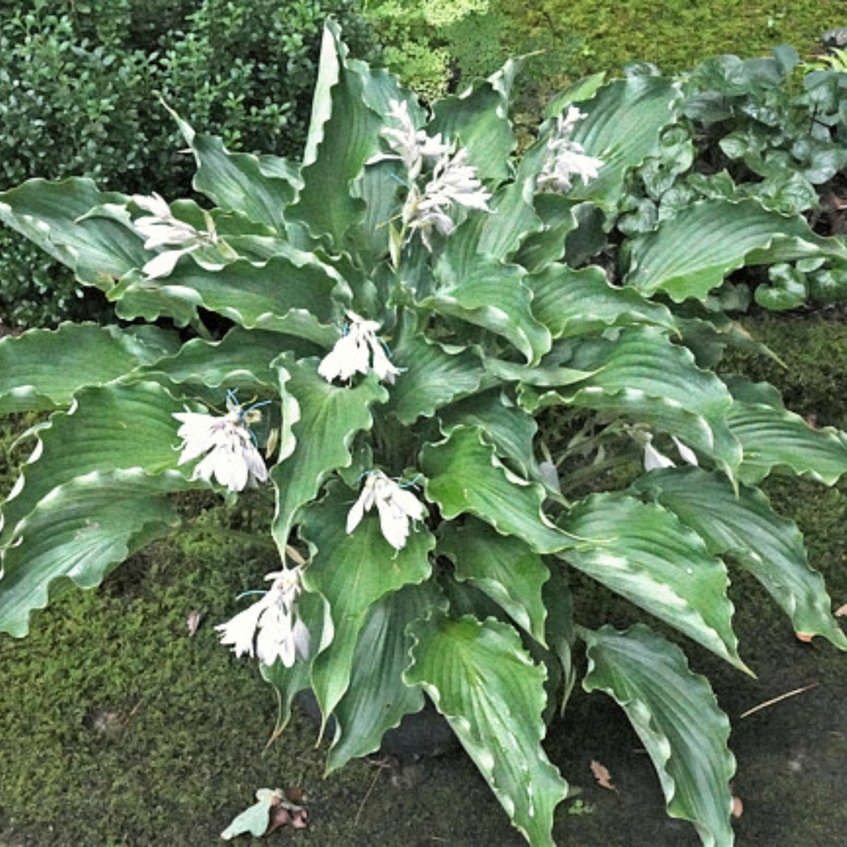 Poetry in Motion Hosta – NH Hostas