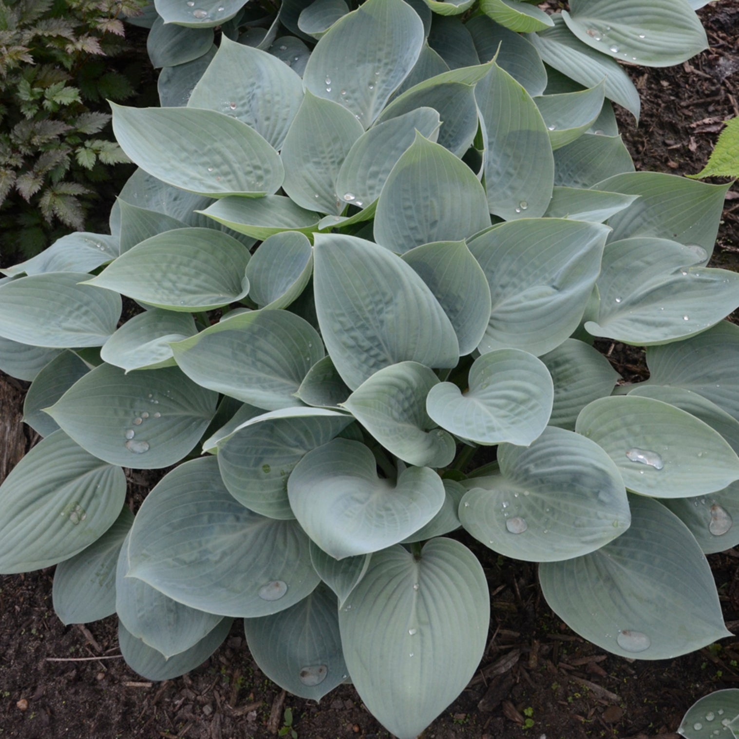 Prairie Sky Hosta - Shade Perennial Slug Resistant Blue Hosta Plant ...