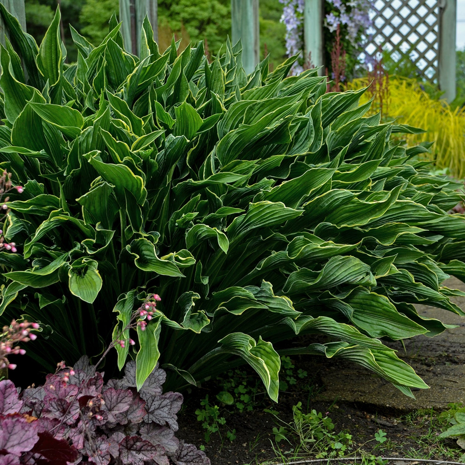 Hostas by Color – NH Hostas
