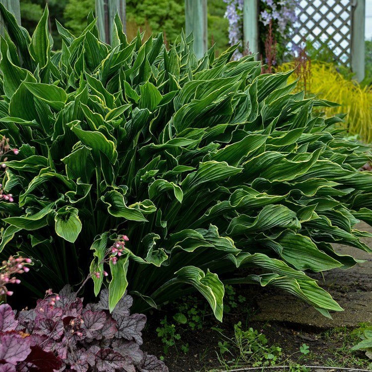 Hostas by Color – NH Hostas