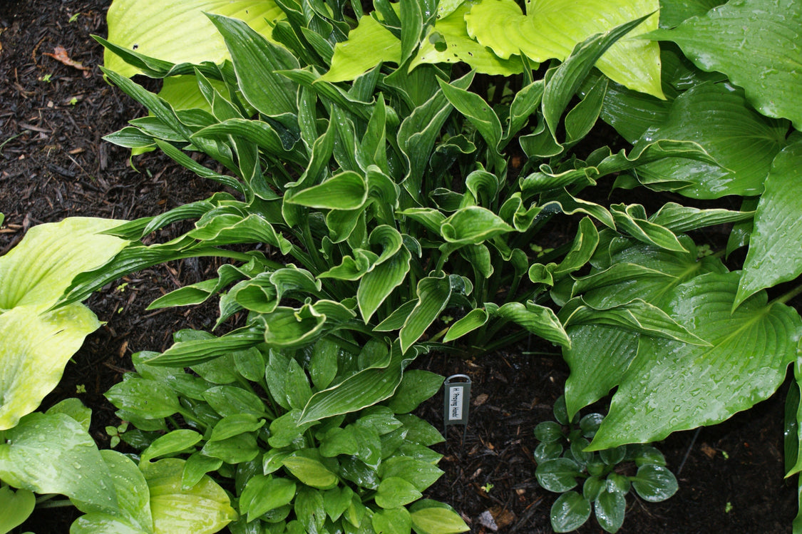 Praying Hands Hosta - Shade Perennial Medium Hosta Plant – NH Hostas