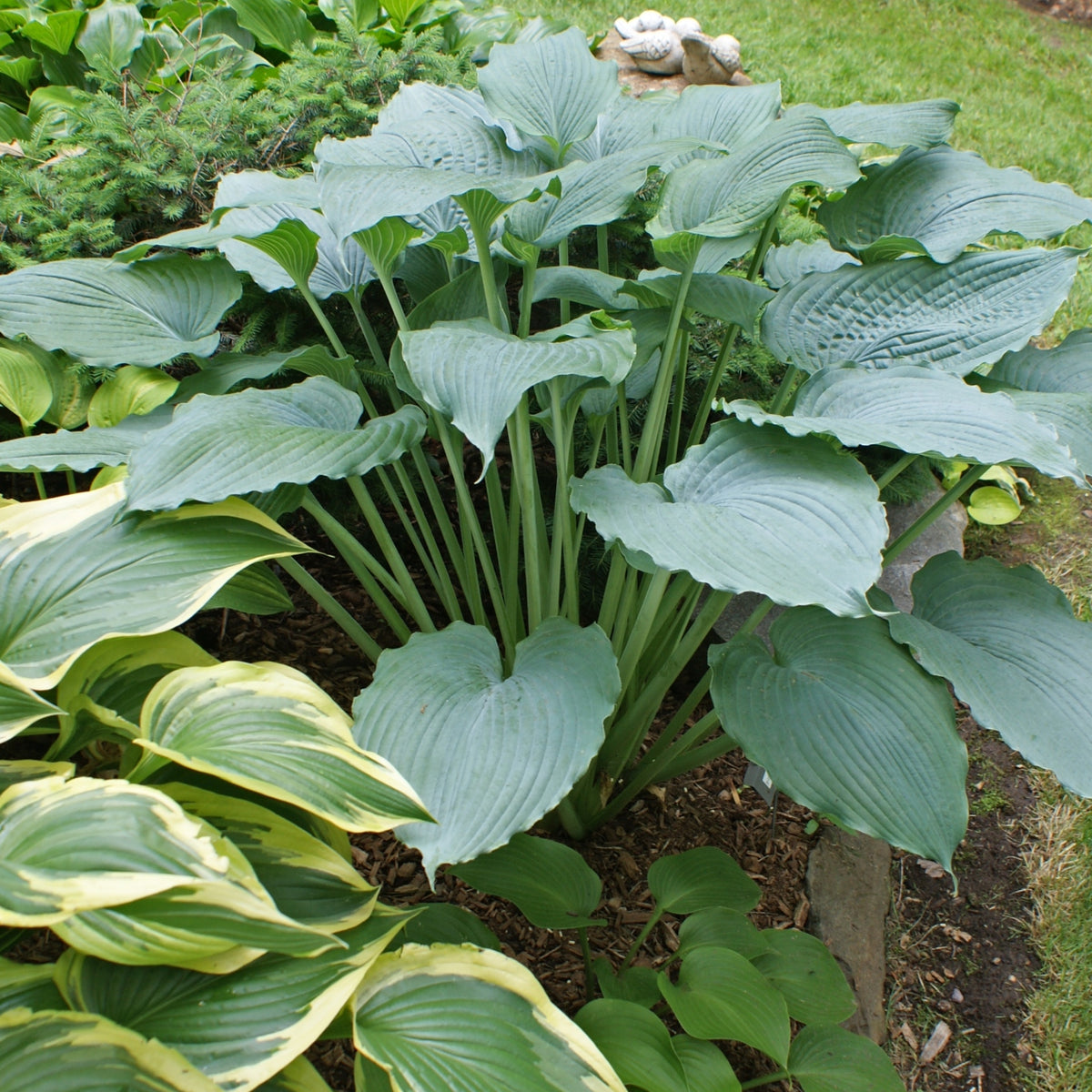 Queen of the Seas Hosta - Shade Perennial Slug Resistant Hosta Plant ...