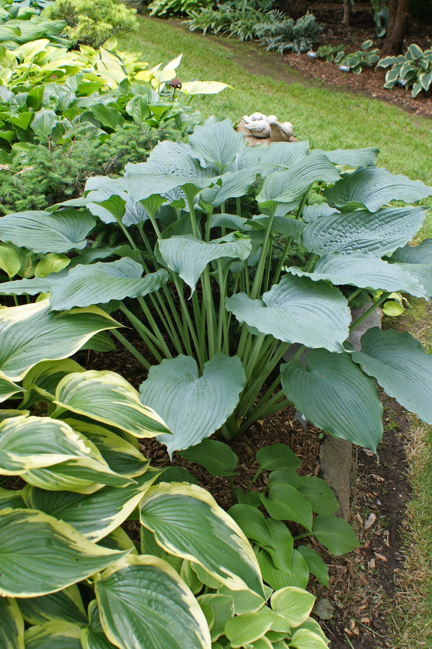 Buy Hostas Online From NH Hostas Catalog Q-Z