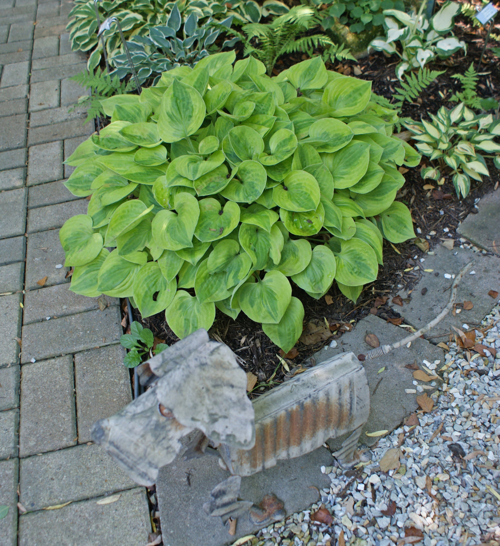 Hostas by Color | Choose Blue Green Gold White and Varigated Hostas ...