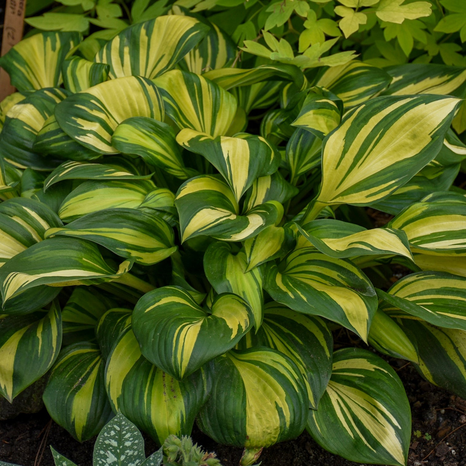 Rainbow's End Hosta - Small Slug Resistant Hosta Plant – NH Hostas