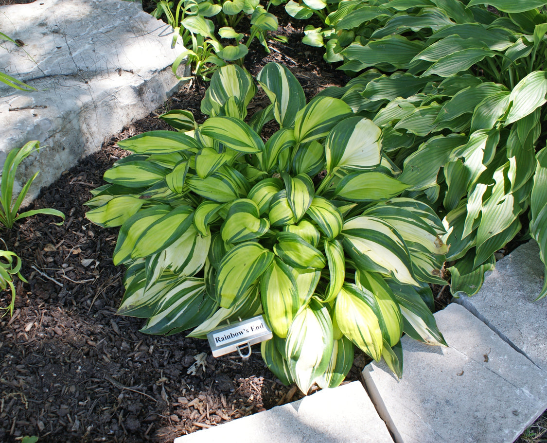 Rainbow's End Hosta - Small Slug Resistant Hosta Plant – NH Hostas