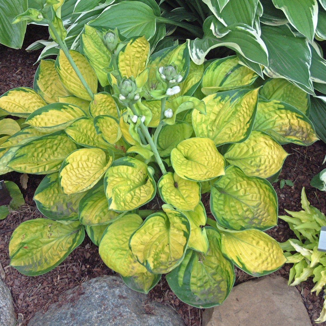 Buy Small Hosta Plants Online - 9 To 14 Inches Tall – NH Hostas