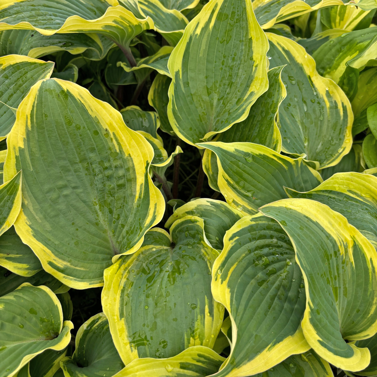 Ramble On Hosta - 4.5 Inch Container (NEW For 2024!) – NH Hostas