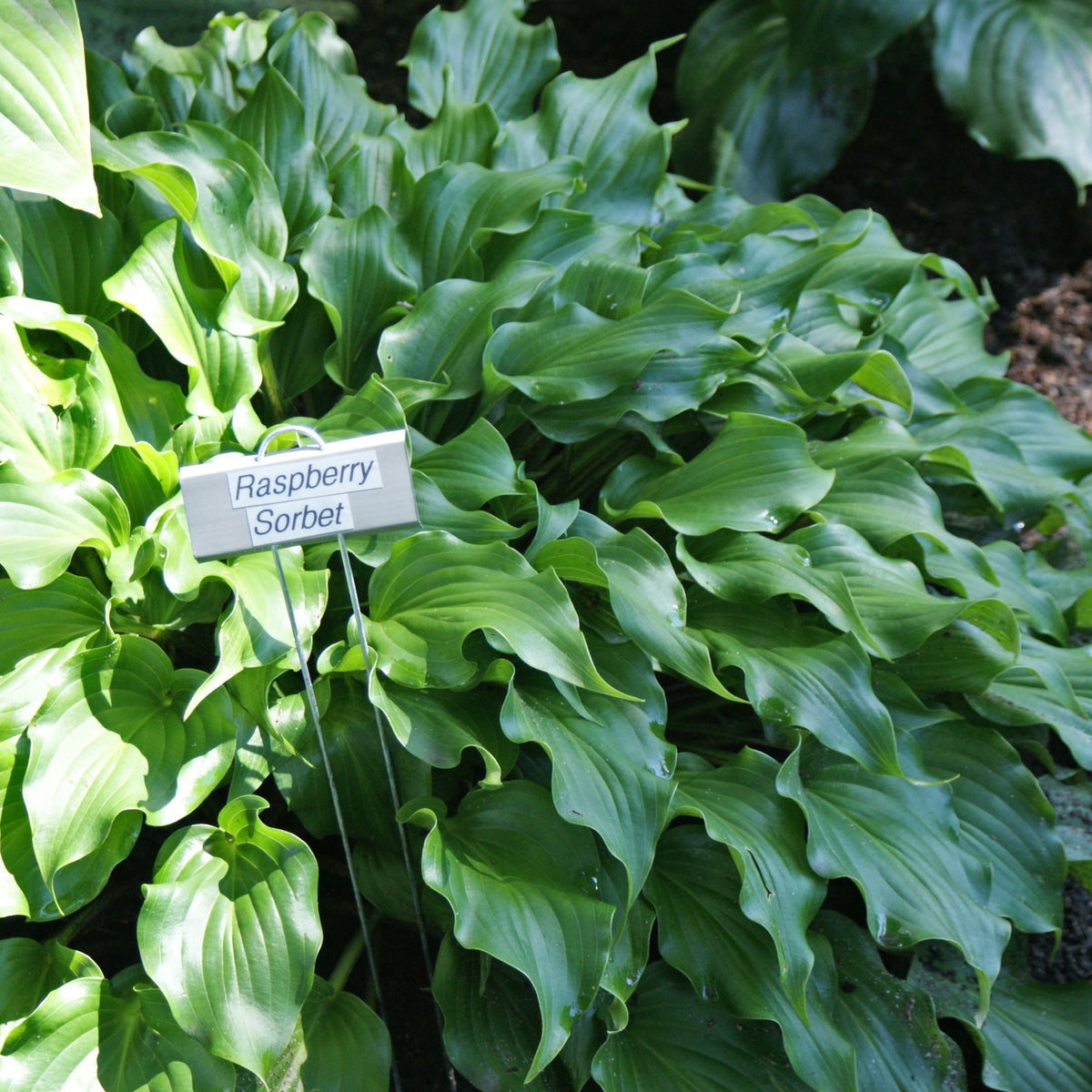 Raspberry Sorbet Hosta - Shade Perennial Medium Hosta Plant – NH Hostas