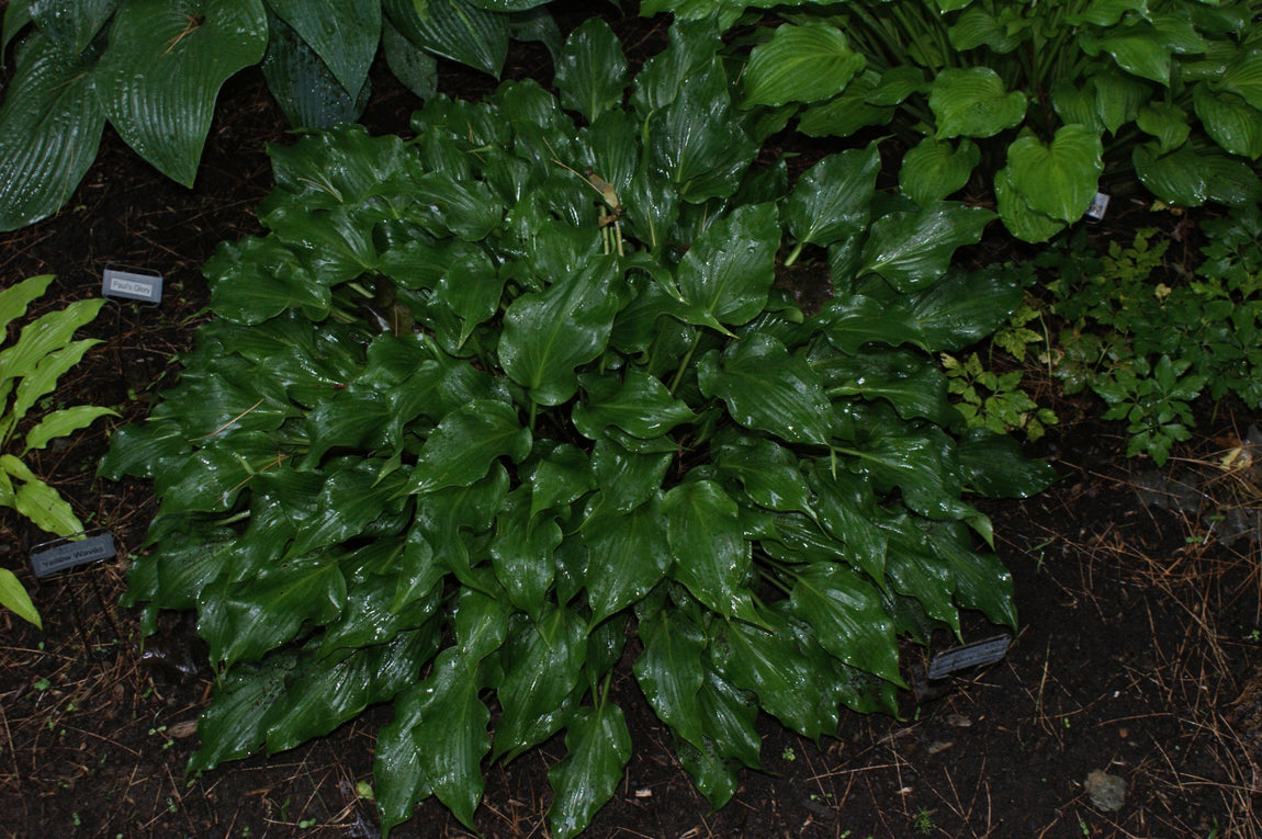 Buy Red Petiole Hostas - Unusual Hosta Plants Have Red Stems – NH Hostas