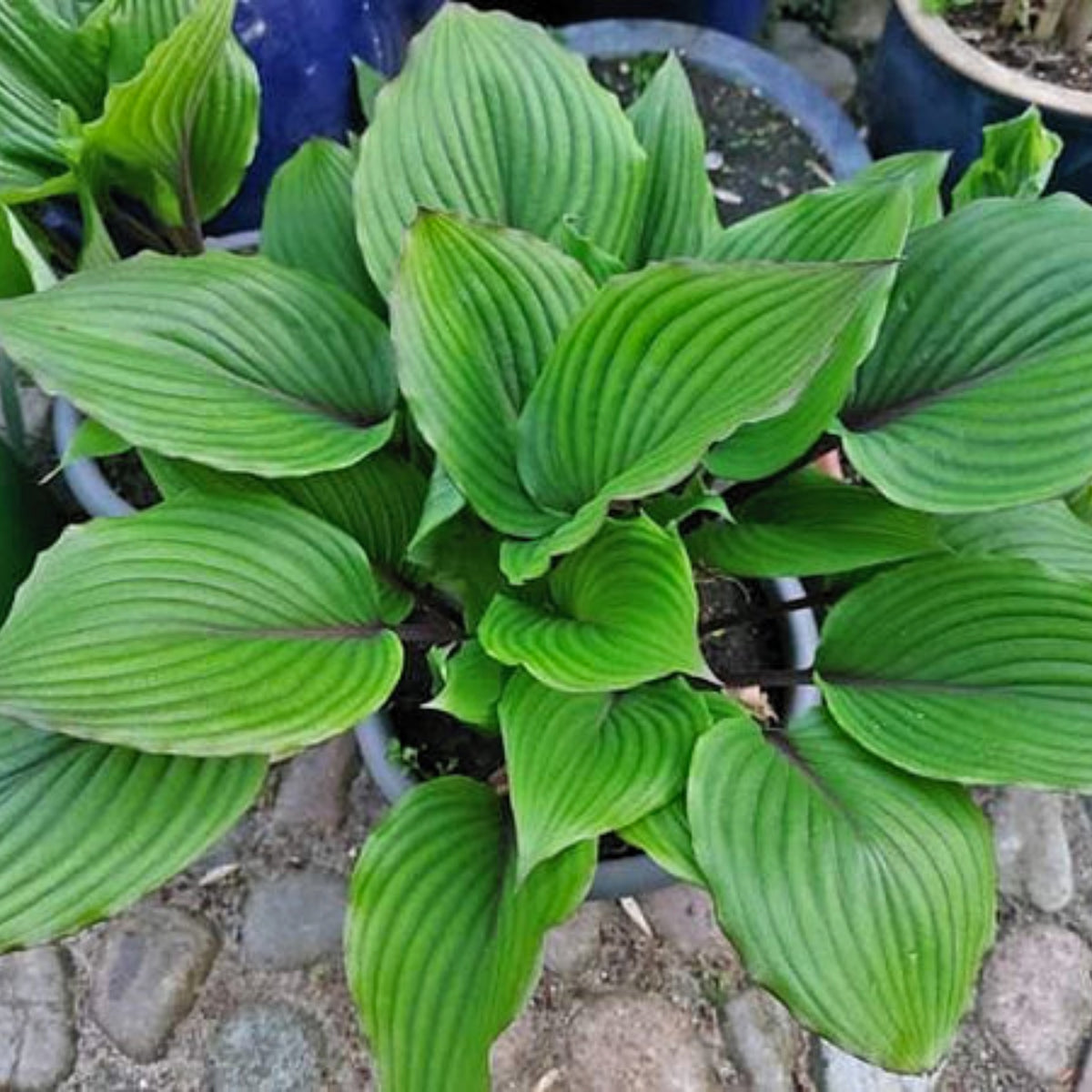 Red Racer Hosta – NH Hostas