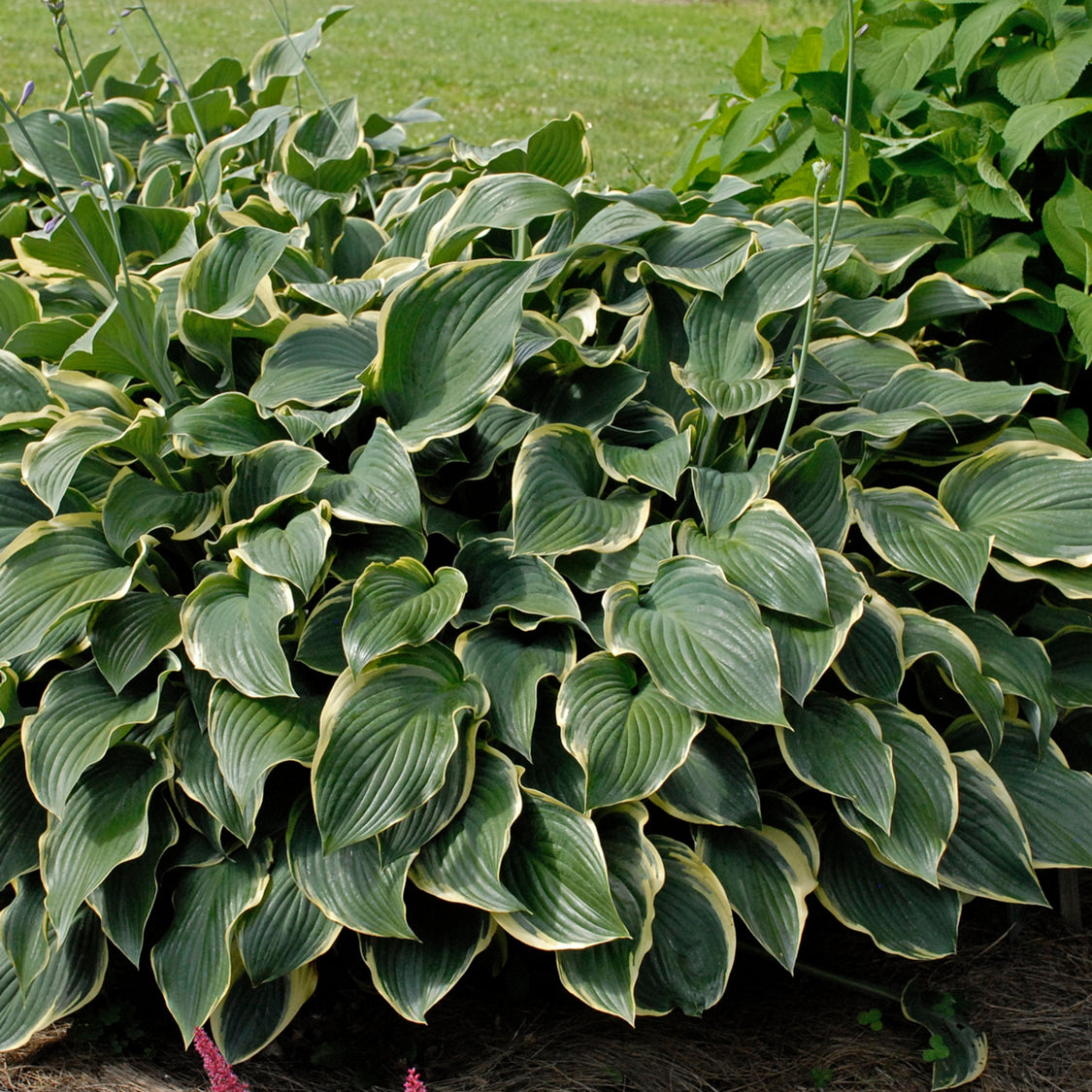 Buy Giant Hostas - Add Giant Hosta Cultivars - Big Hosta Plants Make An ...