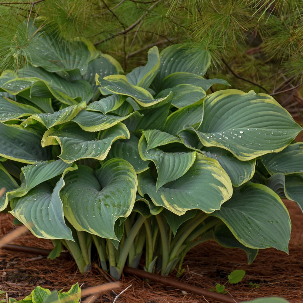 Buy Giant Hostas - Add Giant Hosta Cultivars - Big Hosta Plants Make An ...