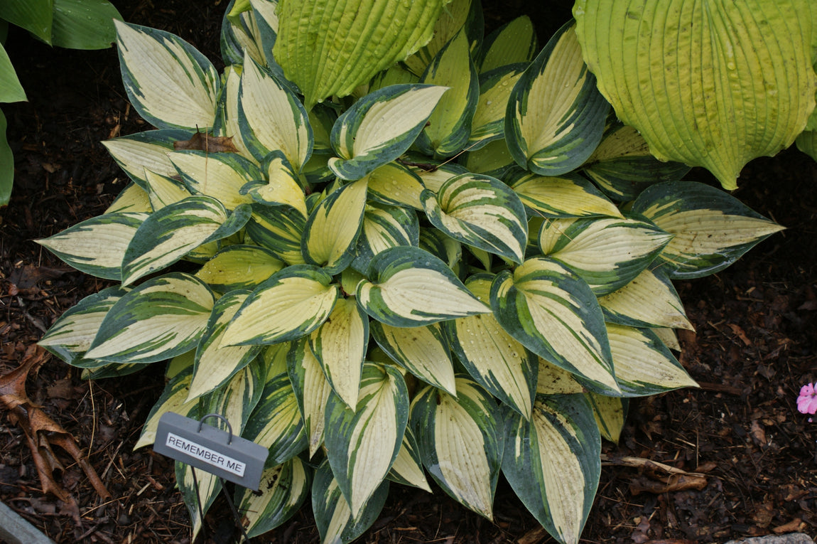Hostas by Color | Choose Blue Green Gold White and Varigated Hostas ...