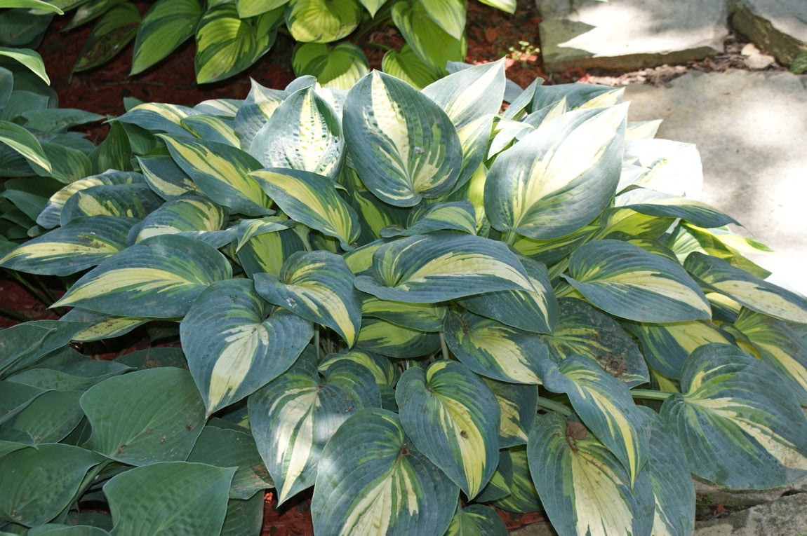Hostas by Color | Choose Blue Green Gold White and Varigated Hostas ...