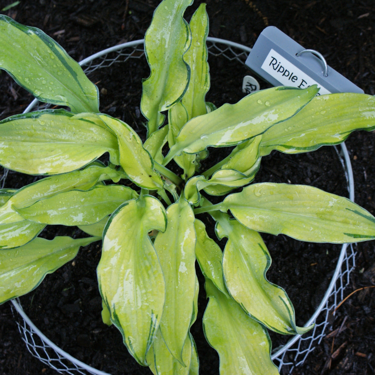 Ripple Effect Hosta - Shade Perennial Slug Resistant Hosta Plant – NH ...