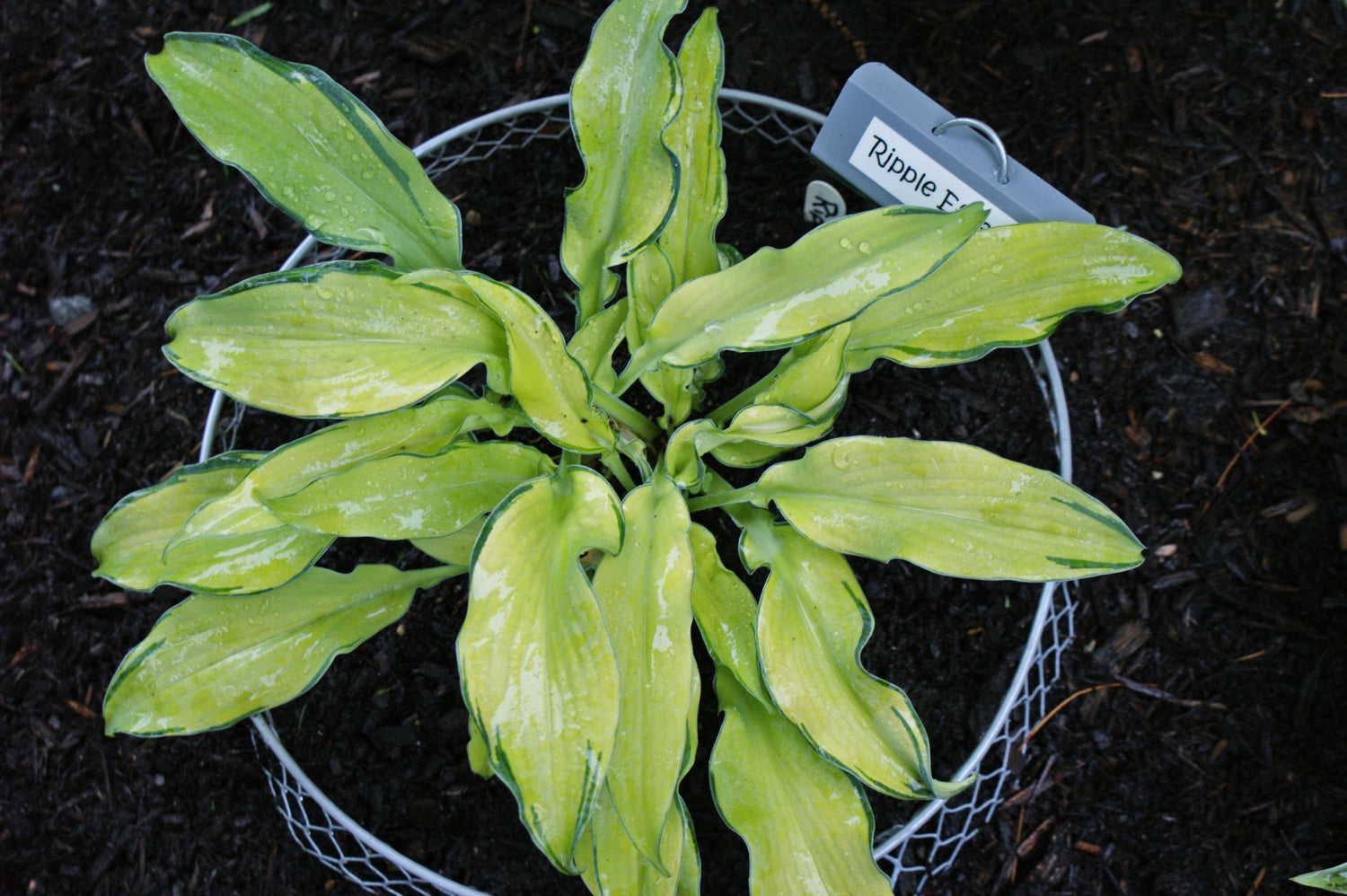 Hostas by Color | Choose Blue Green Gold White and Varigated Hostas ...