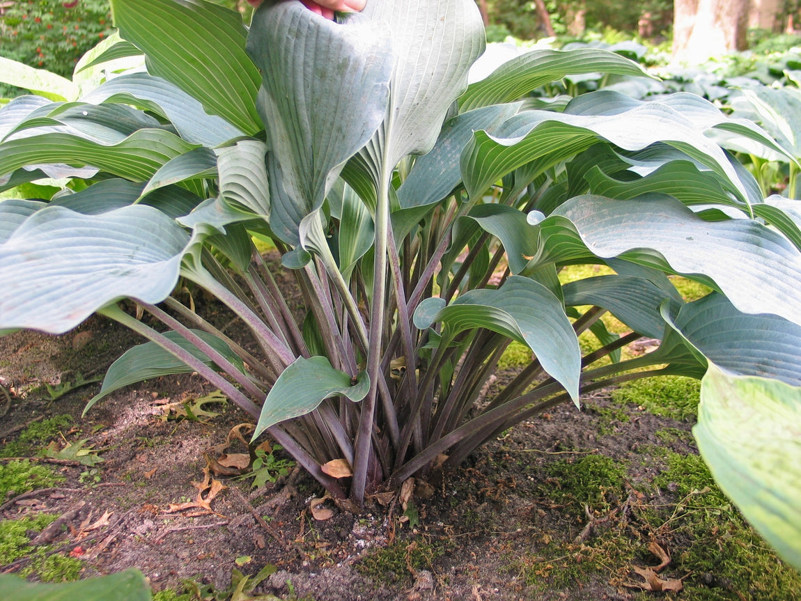 Buy Red Petiole Hostas - Unusual Hosta Plants Have Red Stems – NH Hostas