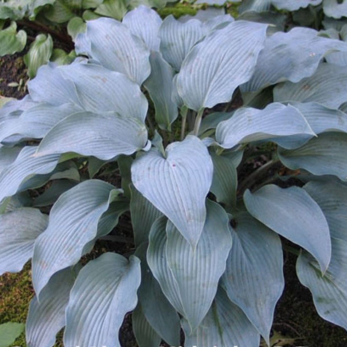 Round About Midnight Hosta - 4.5 Inch Container (NEW For 2023!) – NH Hostas