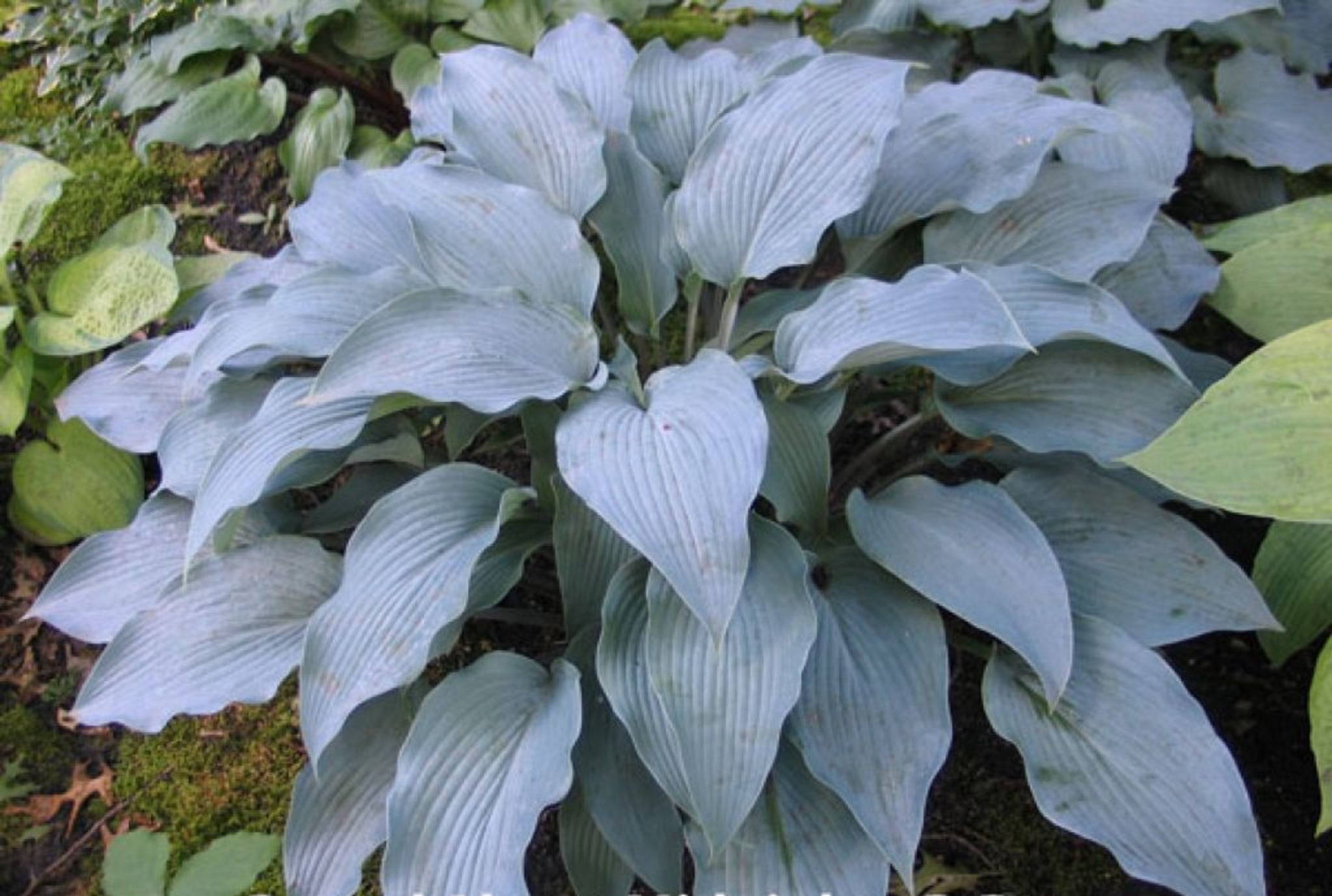 Buy Red Petiole Hostas - Unusual Hosta Plants Have Red Stems – NH Hostas
